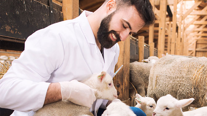 GCC Animal Disease Control Approach | Strategy& Middle East